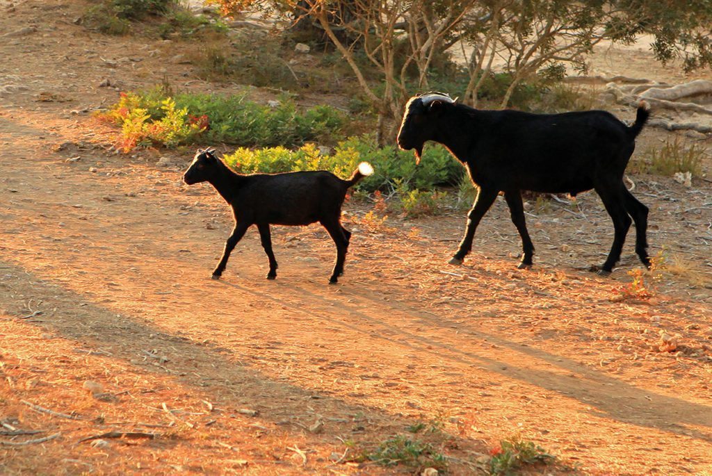 Flora und Fauna auf Menorca - Menorca Reisen: Infos für den Urlaub auf ...